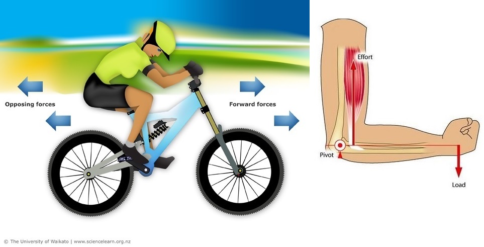 Sports and physics quiz — Science Learning Hub