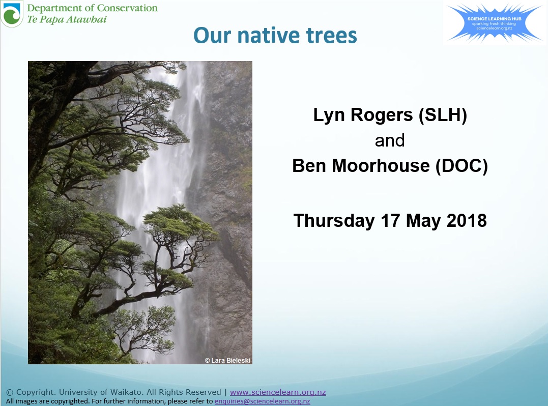 Our native trees – slideshow — Science Learning Hub