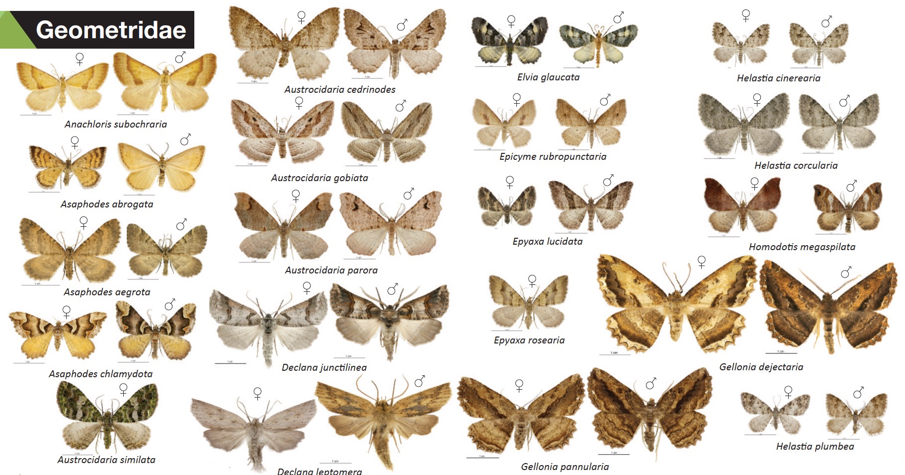 Ahi Pepe MothNet: Gateway to ecology and science — Science Learning Hub