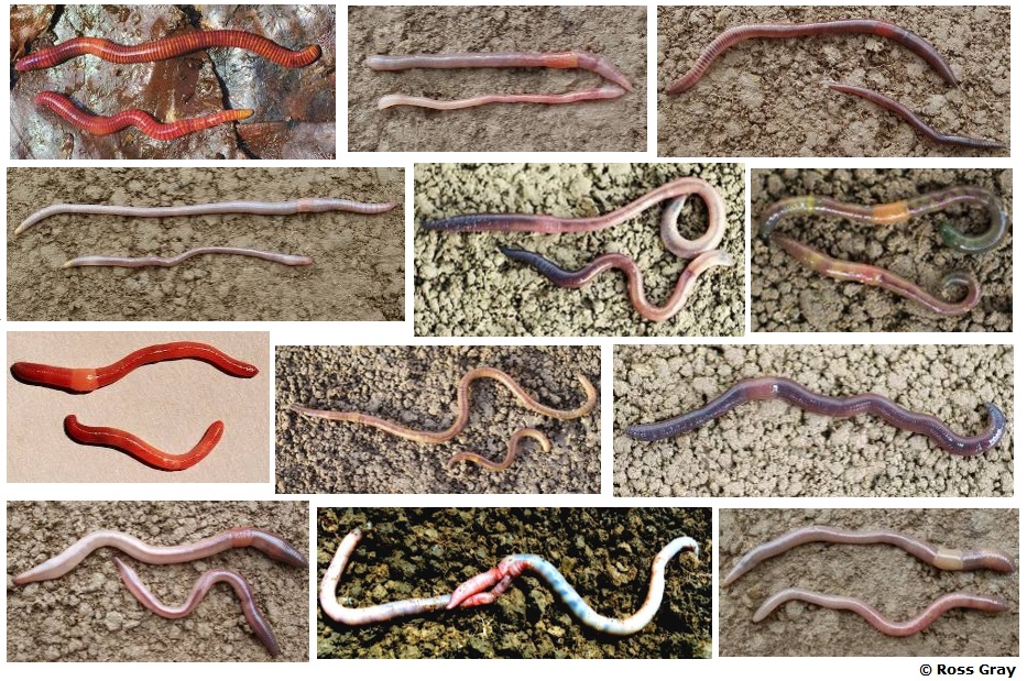 Common New Zealand earthworms – slideshow — Science Learning Hub