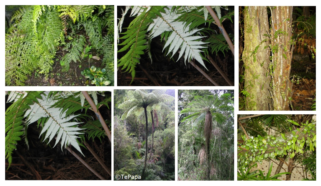 New Zealand native ferns – slideshow — Science Learning Hub