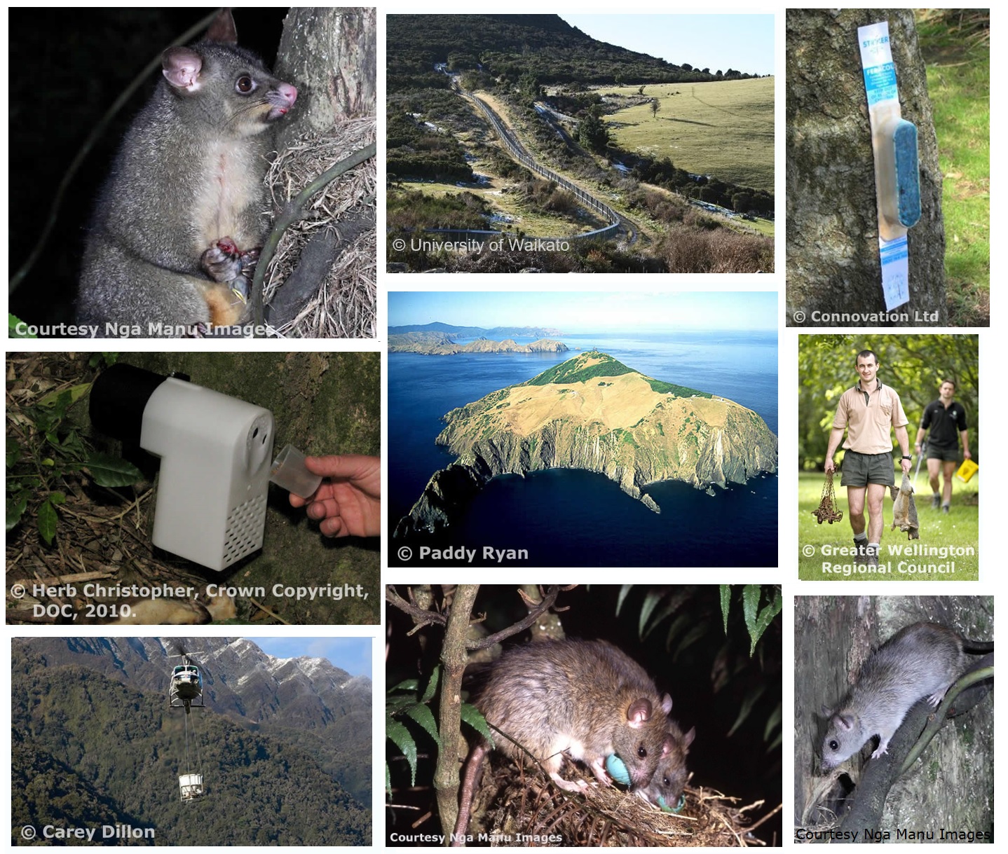 Methods of predator control – slideshow — Science Learning Hub