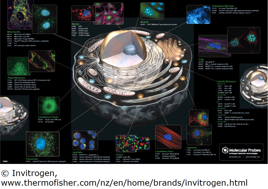 Cells in 3D – slideshow — Science Learning Hub