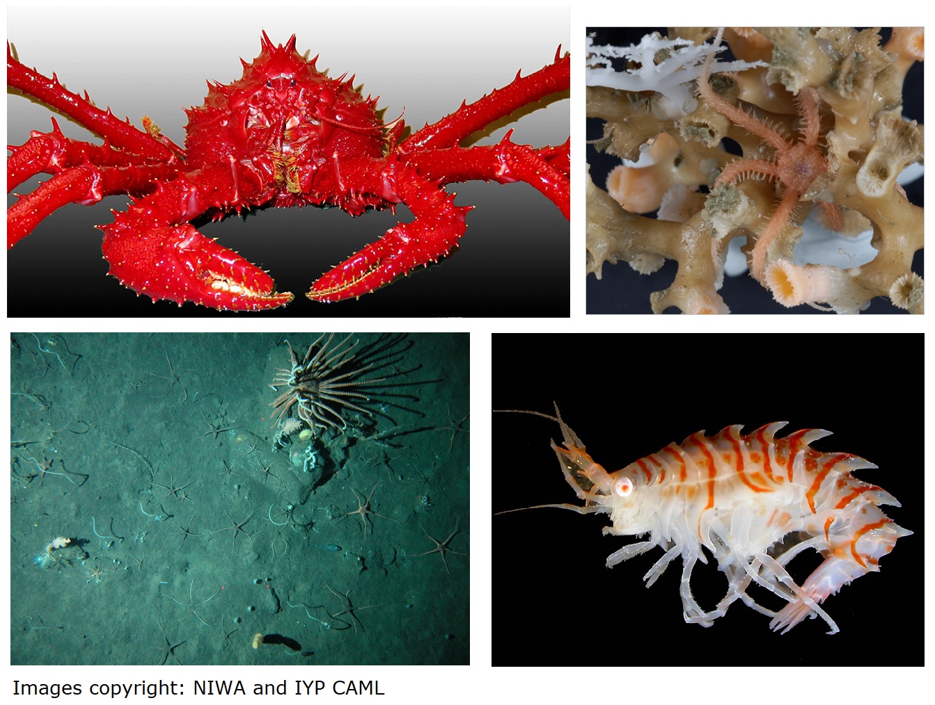 The benthic zone – slideshow — Science Learning Hub