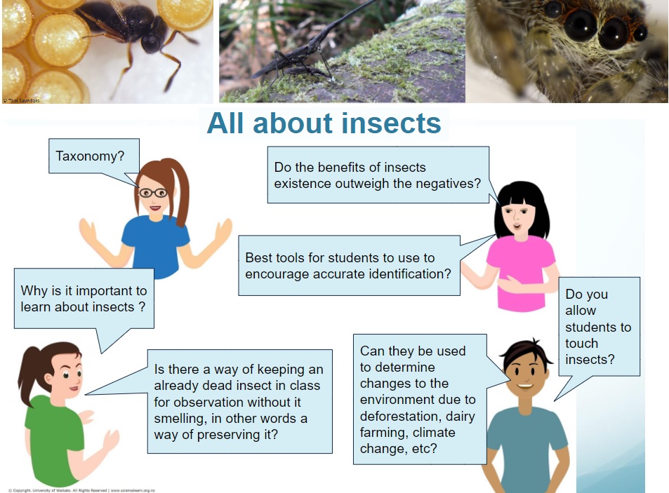 All about insects – slideshow — Science Learning Hub