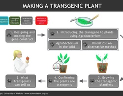 Biolistics: an alternative method — Science Learning Hub