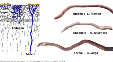 Earthworm niche groupings — Science Learning Hub