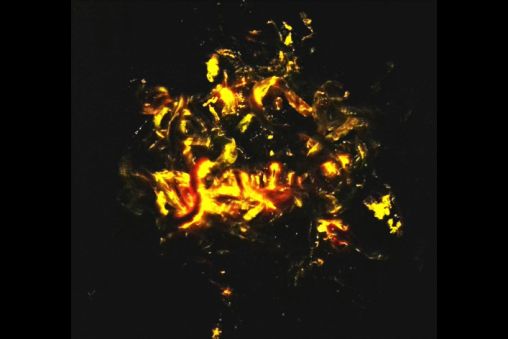 Earthworm adaptations — Science Learning Hub