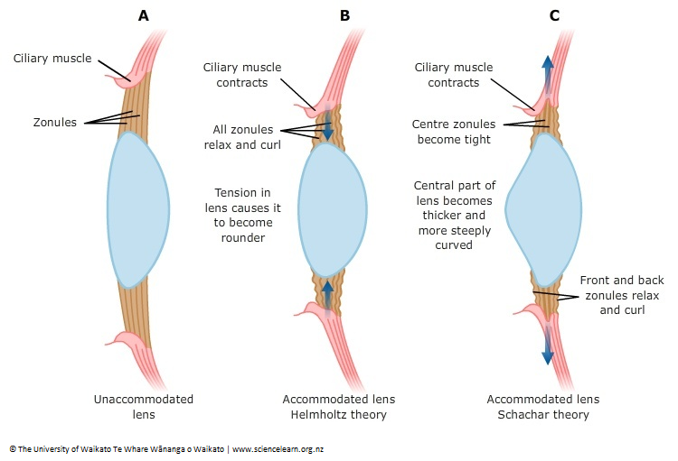 Ciliary Muscle