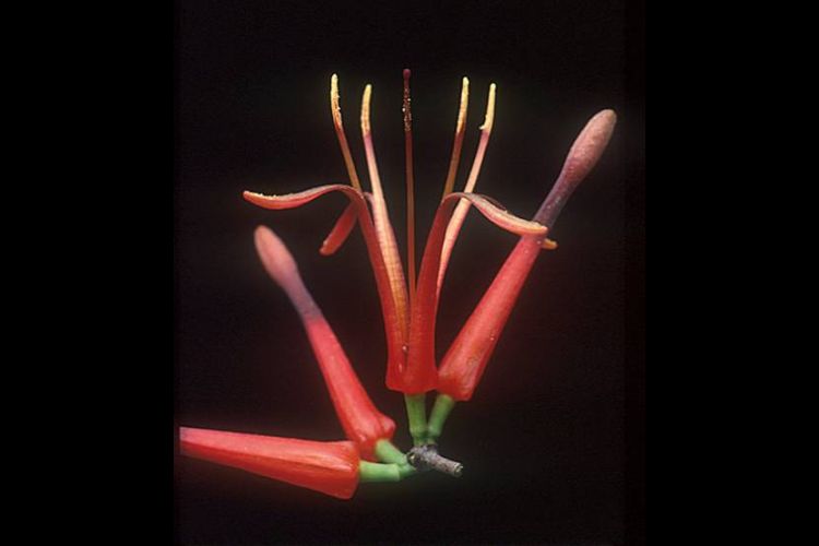 Investigating pollination – writer insight — Science Learning Hub