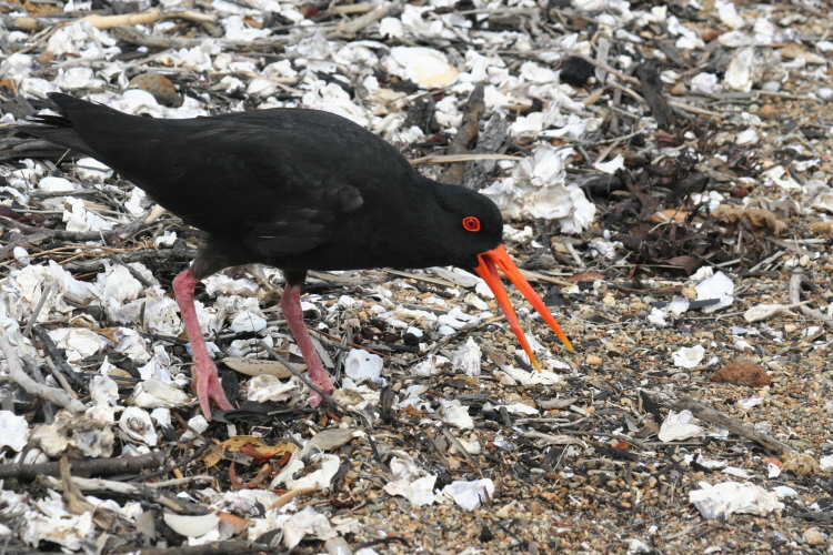 Dr Mark Goodwin — Science Learning Hub