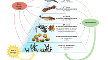 Zooplankton Trophic Level
