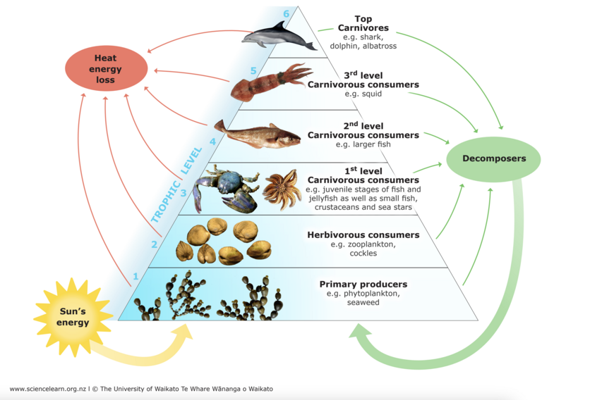 Forest Ecosystem Food Chain For Kids