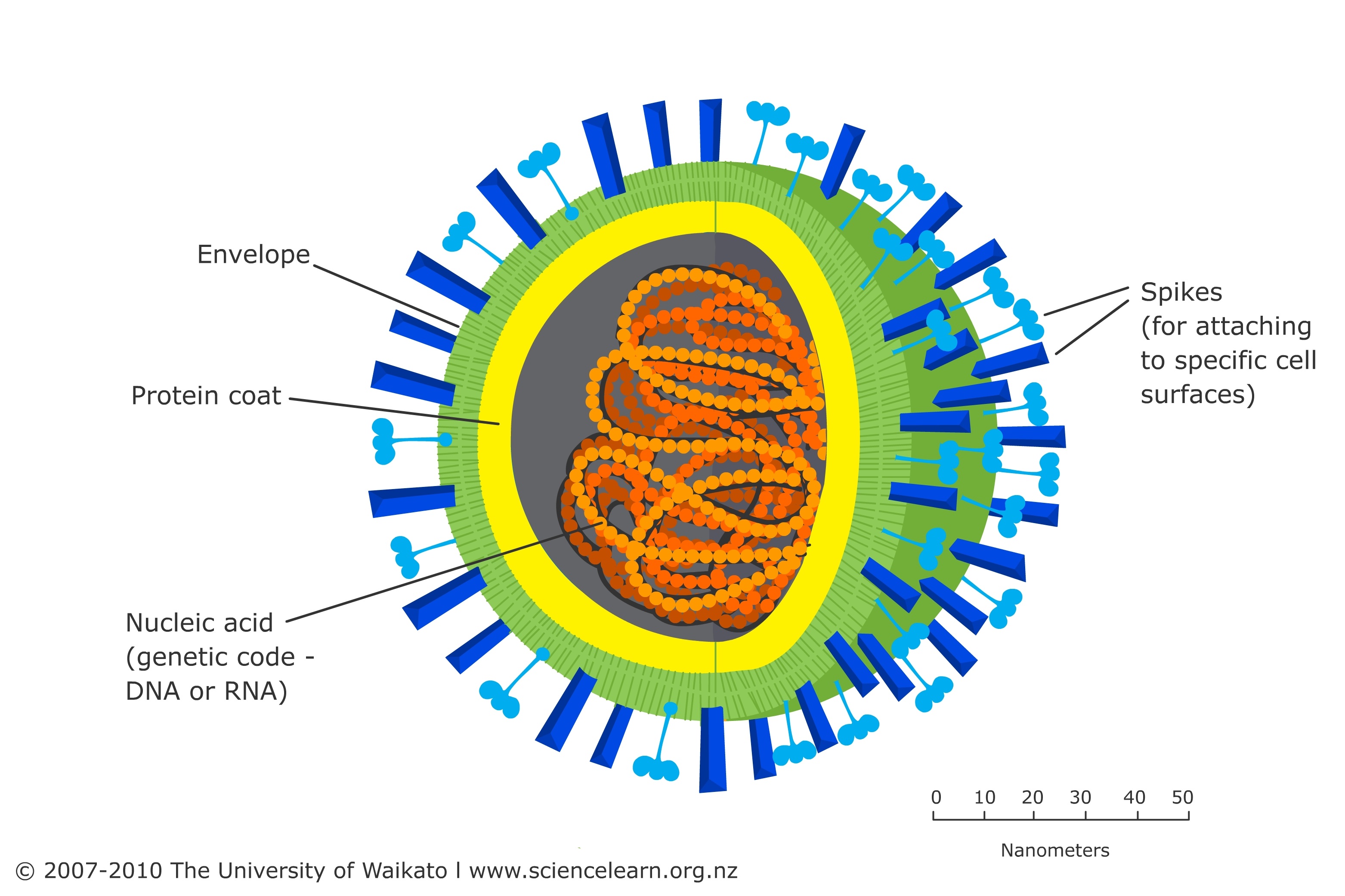 Virus Strains Science Learning Hub Virus Strains Science Learning Hub