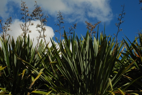 Flax fibres fight fungi — Science Learning Hub