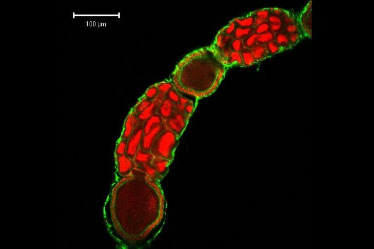 Compound Light Microscope Specimen