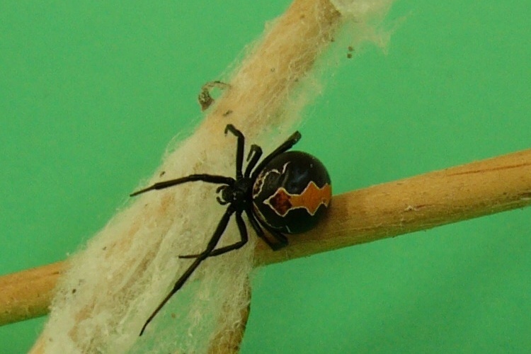 Katipō — Science Learning Hub