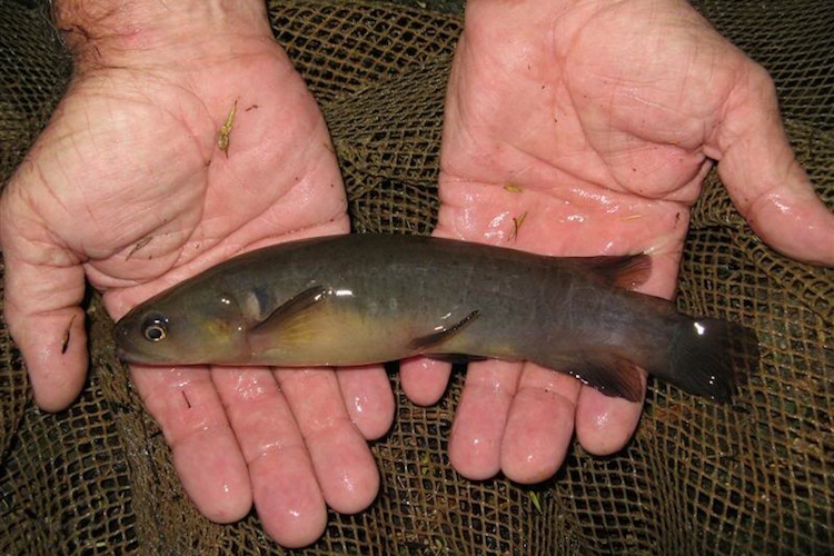 River Ecosystem Project Ideas