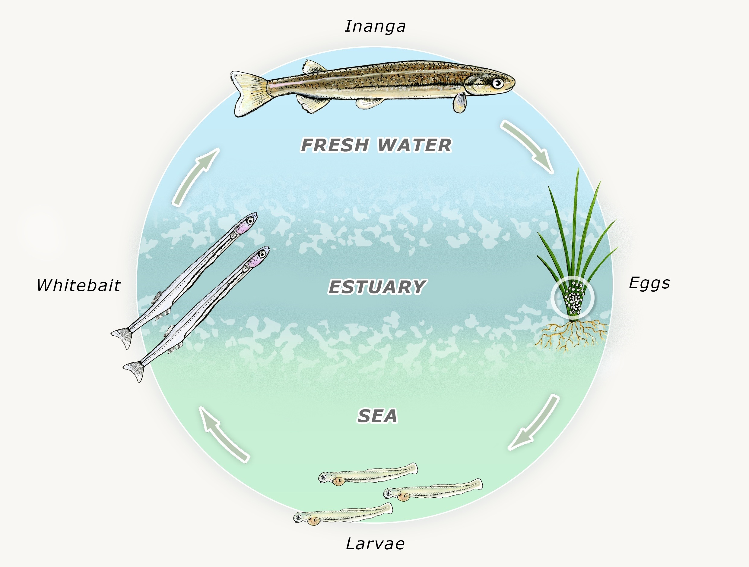 Life Cycle Of A Fish