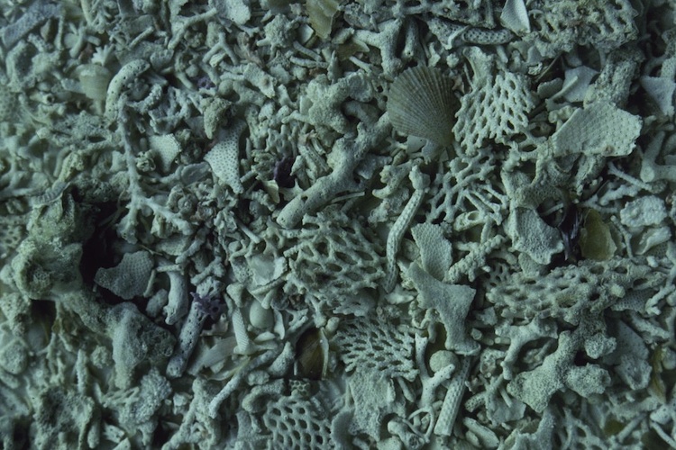 Discovery of temperate NZ limestone — Science Learning Hub