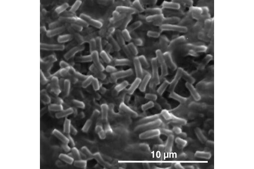 Cold-seep communities — Science Learning Hub