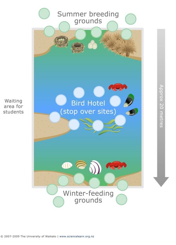 Bird hotel — Science Learning Hub