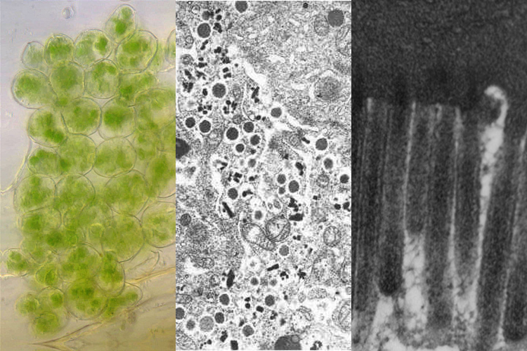 Cell organelles — Science Learning Hub