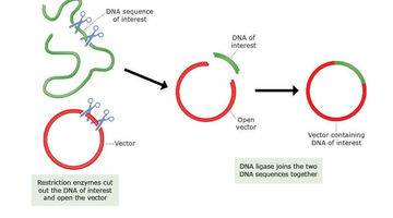 Cloning DNA — Science Learning Hub