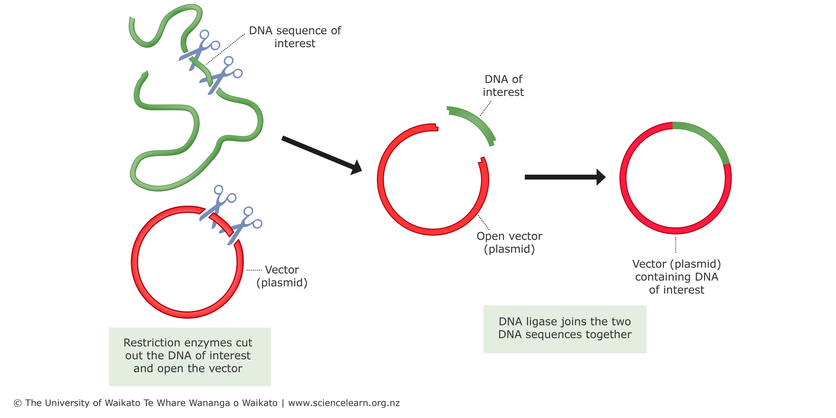How to add foreign DNA to bacteria — Science Learning Hub