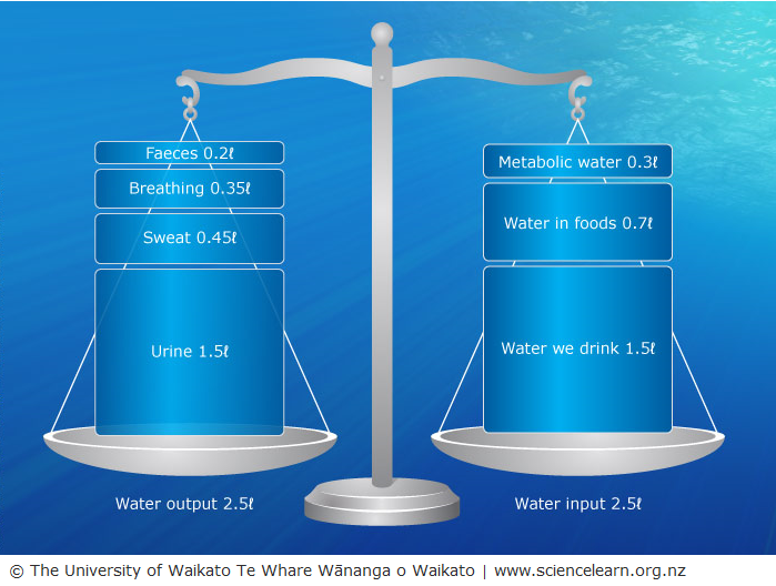Dietary water — Science Learning Hub