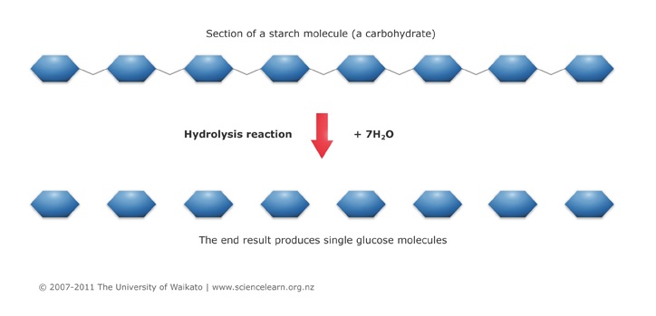 Hydrolysis Reaction Diagram