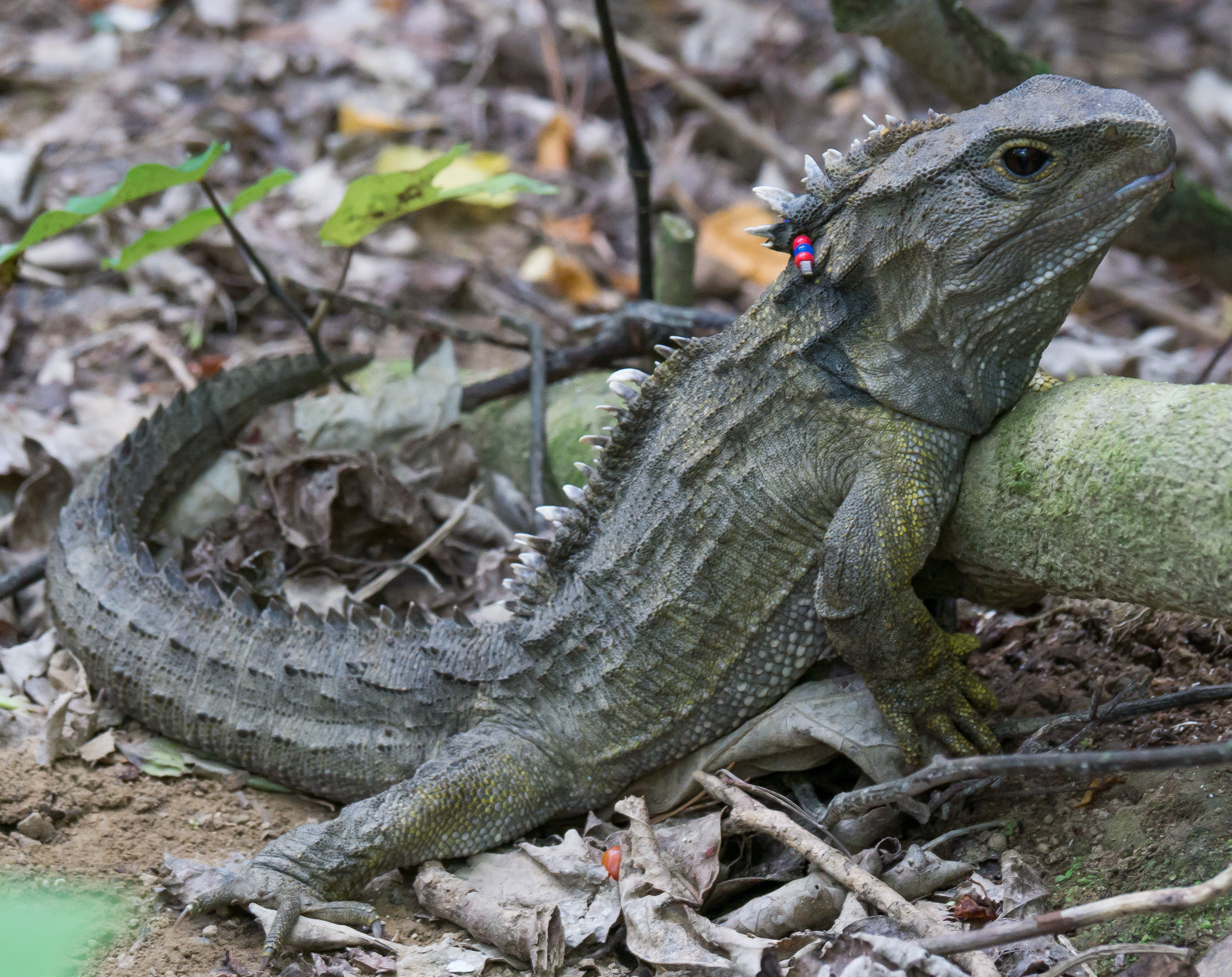 Tuatara Classification