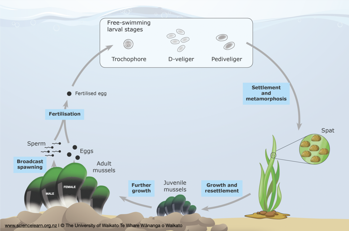 Mussel life cycle — Science Learning Hub