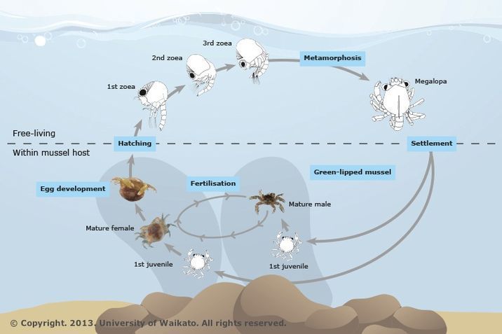 Life Cycle Of A Crab