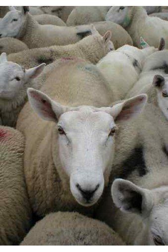 Cheviot sheep — Science Learning Hub