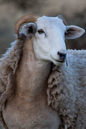 Wiltshire sheep — Science Learning Hub