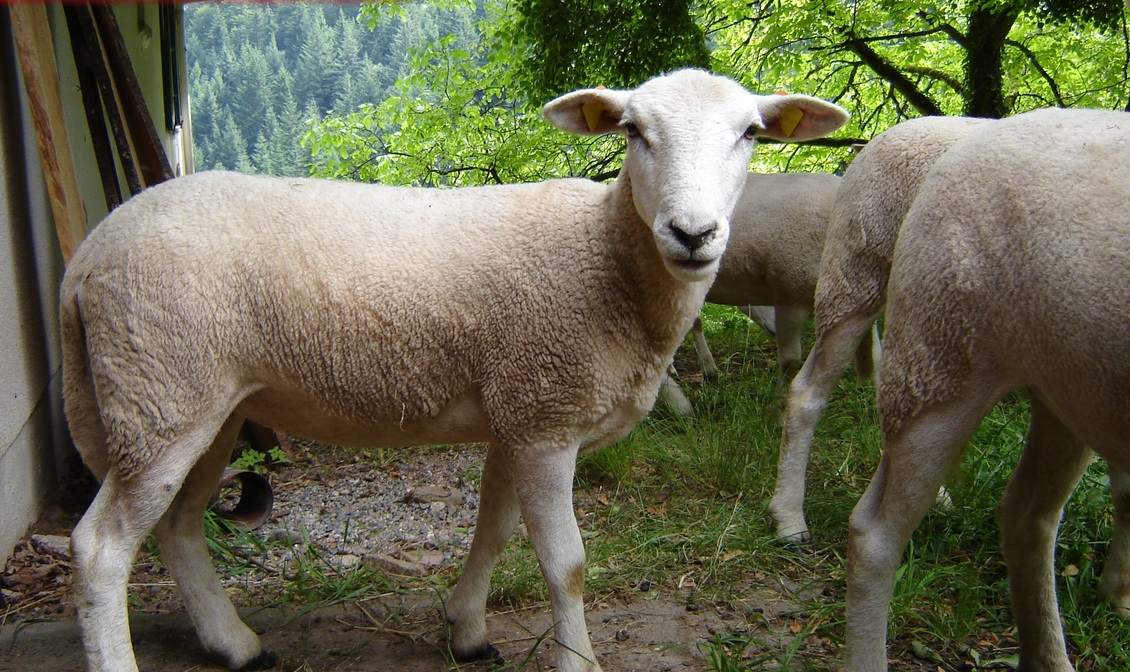 Texel sheep — Science Learning Hub