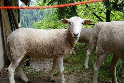 A genome for ewe — Science Learning Hub