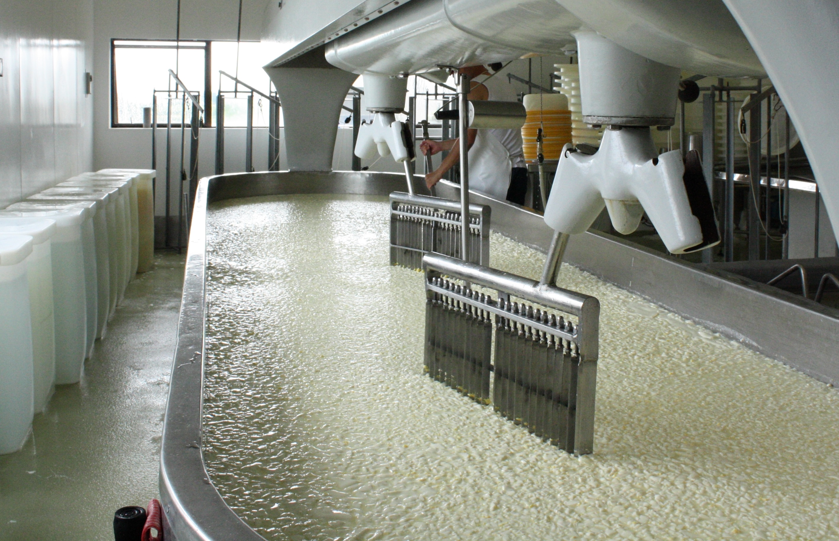 The science of cheese — Science Learning Hub