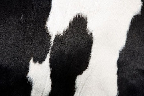 Transgenic cows – introduction — Science Learning Hub