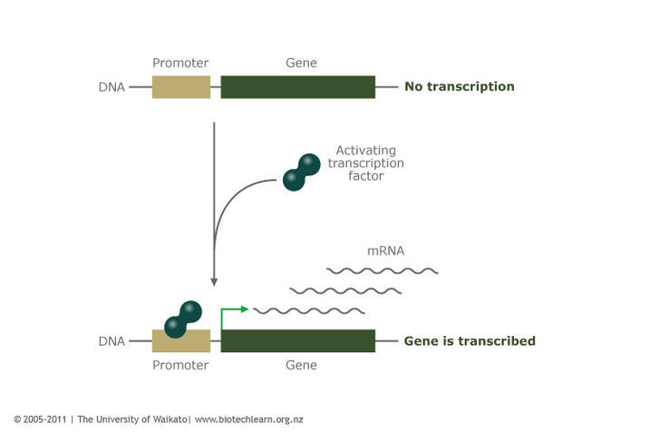 Identifying Mendel’s pea genes — Science Learning Hub