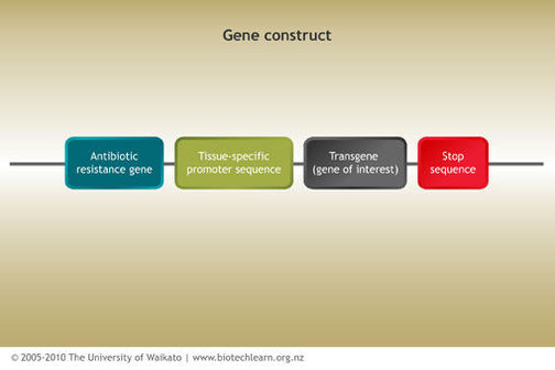 Techniques used to make transgenic cows — Science Learning Hub