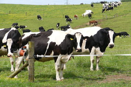 Gmo Cows