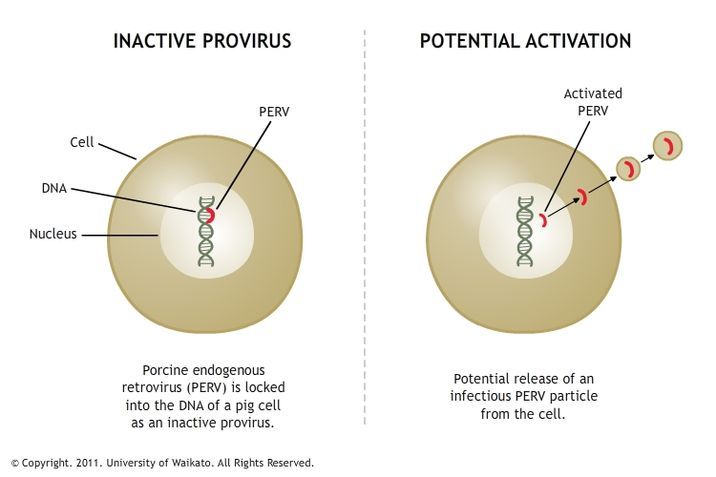Pig viruses and virus testing — Science Learning Hub