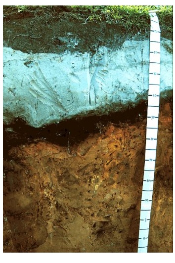 Soil formation — Science Learning Hub