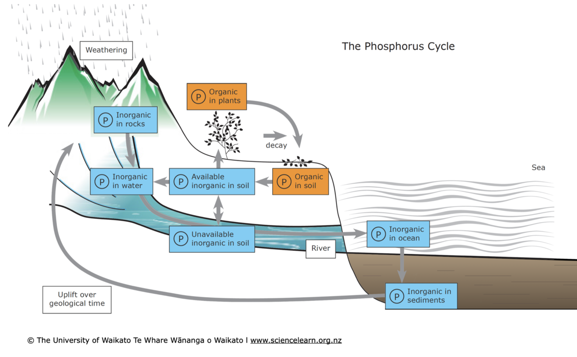 The phosphorus cycle — Science Learning Hub
