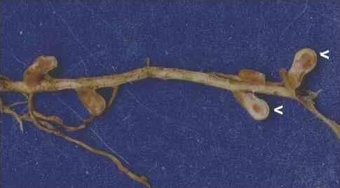 Clover and nitrogen fixation — Science Learning Hub