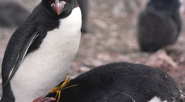 Penguin life cycle — Science Learning Hub
