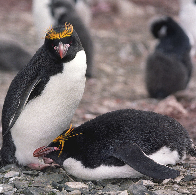 Macaroni penguins — Science Learning Hub