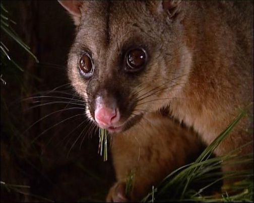 Vaccines to reduce possum fertility — Science Learning Hub